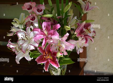 Stargazer Lily Bouquet Hi Res Stock Photography And Images Alamy