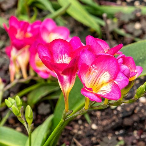 What Color Is Freesia