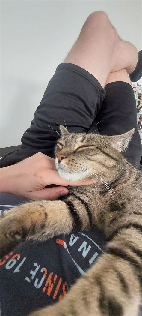 My Gfs Cat Fell Asleep Like This Im Not Used To Cats What Do I Do Noe My Finger Is Starting