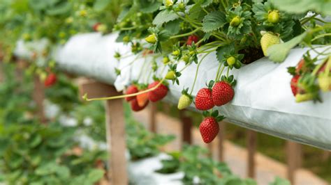 Beginners guide to greenhouse gardening - Gardening Express Knowledge Hub