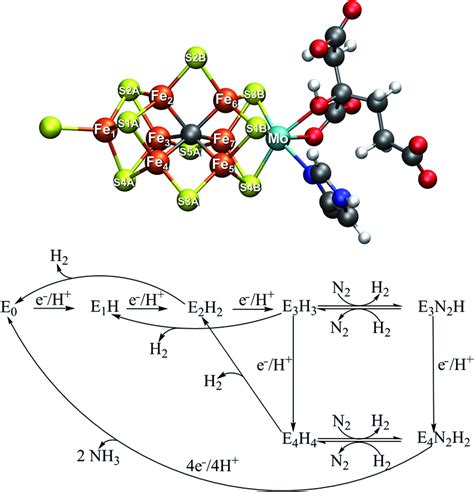 Top Resting State Structure Of The Iron Molybdenum Cofactor Femoco Download Scientific