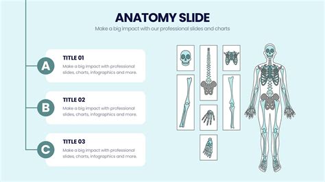 Anatomy Powerpoint Infographics Anatomy Infographic Templates Powerpointx