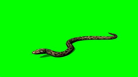 Python蛇爬行 绿色屏幕 模板素材 稿定设计