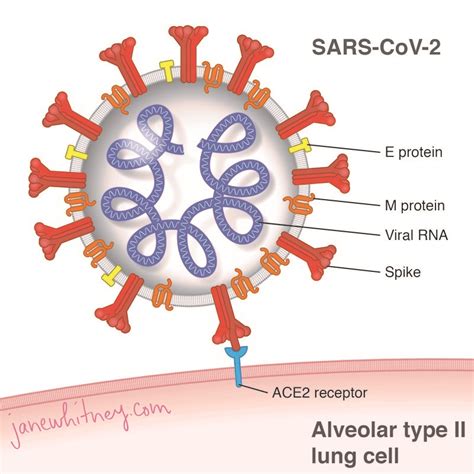 Medical And Scientific Visualization Of Sars Cov 2 Association Of Medical Illustrators