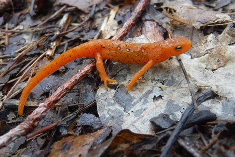 Red Newt Raven About The Parks Raven About The Forests
