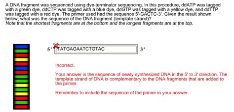 A Dna Fragment Was Sequenced Using Dye Terminator