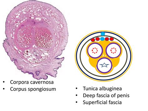 Histology Of Male Reproductive System Pdf