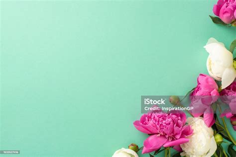 봄 신선한 꽃 개념입니다 분홍색과 흰색 모란 새싹 꽃잎이 분리된 밝은 청록색 배경에 복사 공간이 있는 상단 보기 사진 개화기에 대한 스톡 사진 및 기타 이미지 Istock