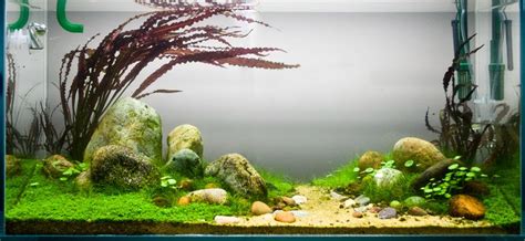 James Findley Aquascape