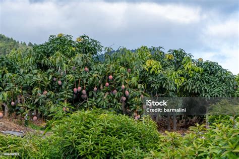 라 팔마 섬에 생태 농업 수확을위한 준비가 달콤한 잘 익은 망고 과일과 유기 망고 나무와 농장 카나리아 제도 스페인 0명에 대한 스톡 사진 및 기타 이미지 Istock