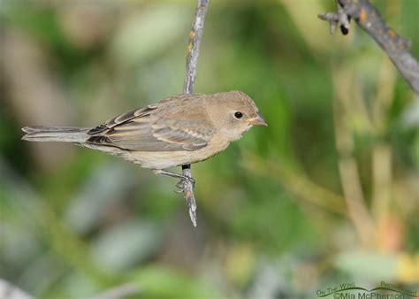 Juvenile Lazuli Bunting Perched On A Thin Twig Mia Mcphersons On The