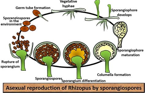 What Is Rhizopus Features Structure And Reproduction Biology Reader