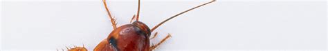 Cockroach Radiation Roach Cockroach Insect