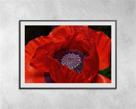 Red Poppy Close Up Photo Poppy Blossom Large Format Print Macro