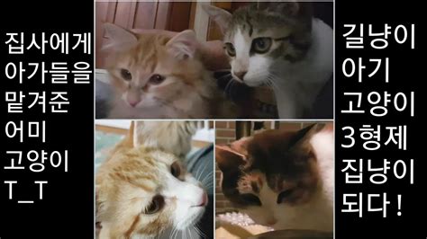 엄마고양이가 집사에게 새끼들을 맡겨주었어요 T T Youtube