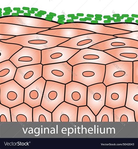 Vaginal Epithelium Royalty Free Vector Image Vectorstock