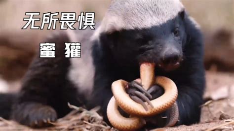 平头哥蜜獾的蛇肉大餐腾讯新闻