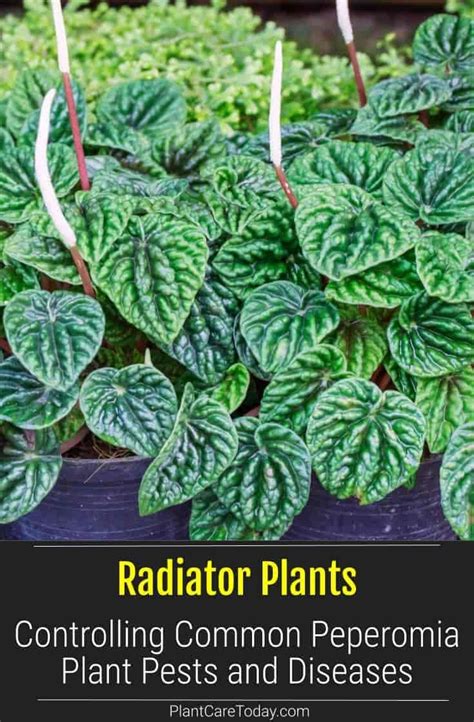Controlling Common Peperomia Plant Pests And Diseases