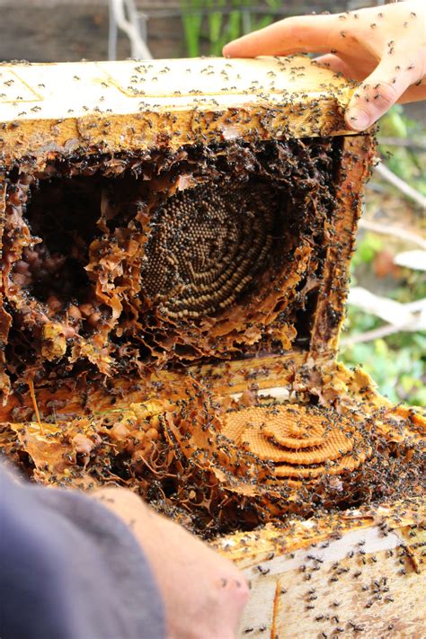 Hive Split — Sydney Native Bees Hive Split — Sydney Native Bees