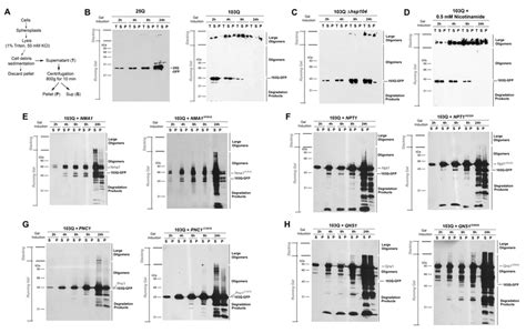 Suppression By Catalytically Active Or Inactive Nad Biosynthetic Download Scientific Diagram