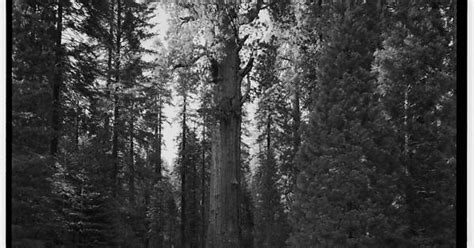 General Sherman A Giant Sequoia Sequoiadendron Giganteum The Largest Known Tree By Volume In