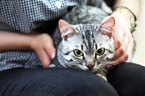 Premium Photo Woman Holding Cute Cat Close Up