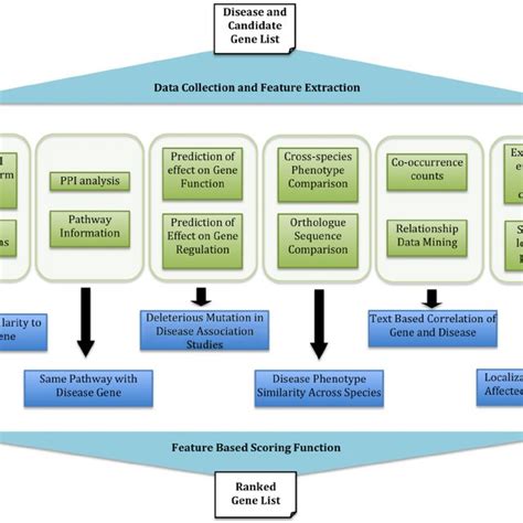 Overview Of Gene Prioritization Data Flow In Order To Prioritize