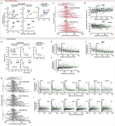 Replication Timing And The Centromere And Telomere Effects A B