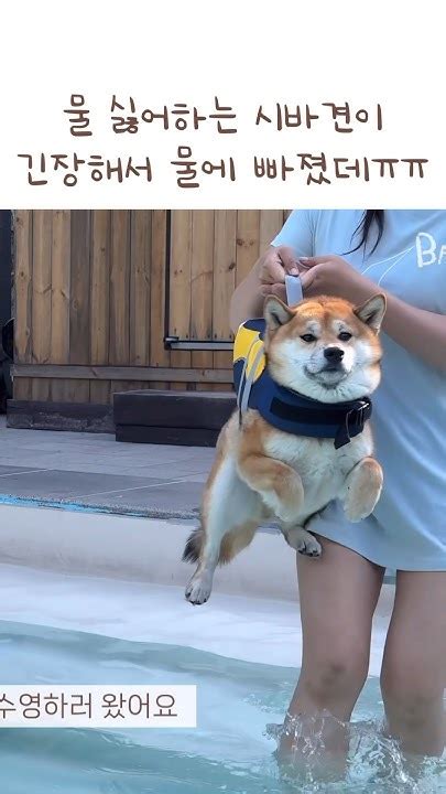 세상에서 가장 느리게 헤엄치는 강아지 Youtube