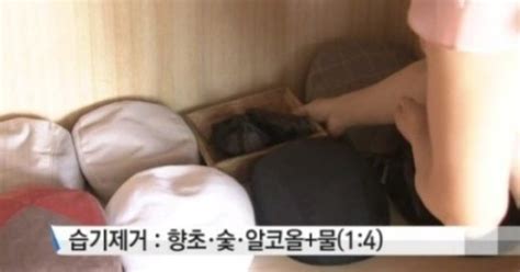 곰팡이 종류 벽지 베란다 제거 방법은알코올 락스 환기 필수