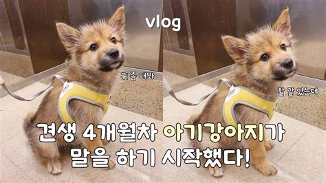 비비가 말을 하기 시작했다 대화가 필요해 엄마가 잘할게 너도 잘하자 Youtube