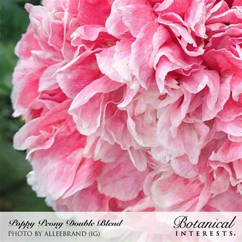 Peony Double Blend Poppy Seeds Epic Gardening
