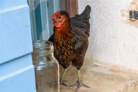 Black Sex Link Chicken Breed Profile Care Guide And Facts