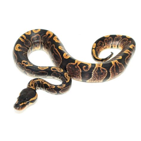 Python Regius Ghi Python Royal