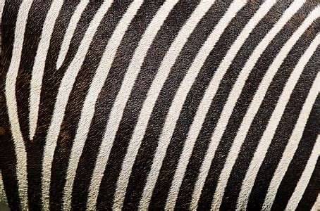 Royalty Free Photo Three Black And White Zebras Photo During Daytime