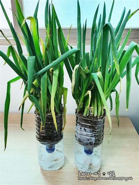 집에서 대파 키우기 페트병 자동급수 화분 And 수경재배 네이버 블로그