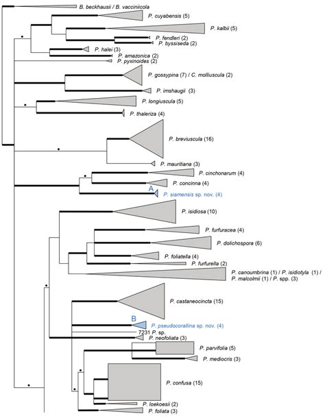 Extended Majority Rule Consensus Tree Resulting From The Mrbayes Download Scientific Diagram