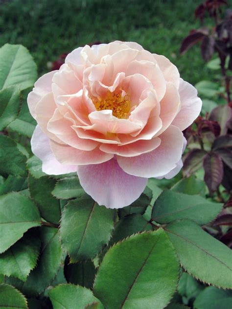 Rosa Distant Drums Rose Garden Center Marketing