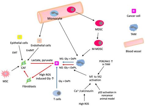 Mitochondrial Retrograde Signalling And Metabolic Alterations In The Tumour Microenvironment Mdpi
