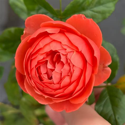 Chi Yan Rose 炽焱｜japanese Shrub Rose Ergongzy Roses