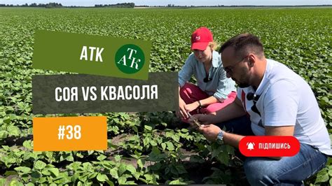 Полігони квасолі 🫘. Поля сої та квасолі. Як вегетує. 🔥 Компанія "АТК ...
