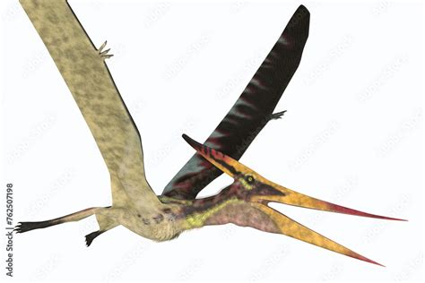 Pteranodon Pterosaur Pteranodon Was A Reptile Carnivorous Pterosaur