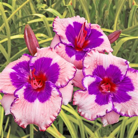 Daylily Bulbs Daylilies Daylily Plantdaylily Bulbs Reblooming Wild