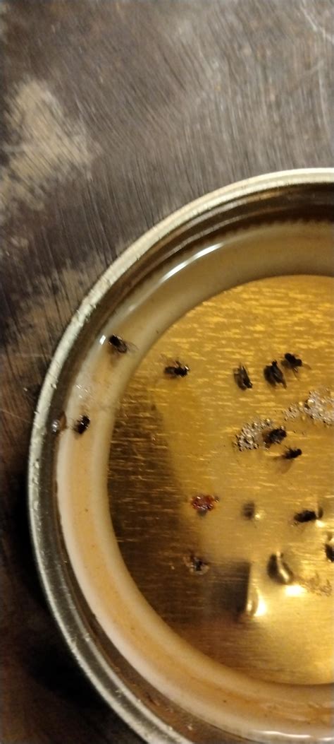 Phorid Flies Drain Flies Moisture Flies Fungus Gnats Shore