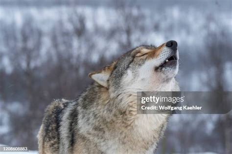 Gray Wolf Howl Photos And Premium High Res Pictures Getty Images