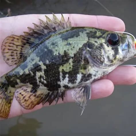 26 Types Of Bass Species Id Pictures Pond Informer
