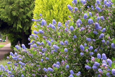 Best Trees For Pacific Northwest