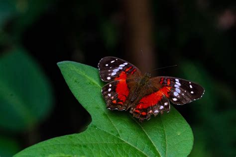 녹색 잎에 앉아있는 빨간색과 검은 색 나비 사진 Unsplash의 무료 콜롬비아 이미지