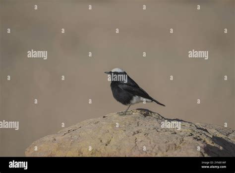 White Crowned Wheatear Or White Crowned Black Wheatear Oenanthe