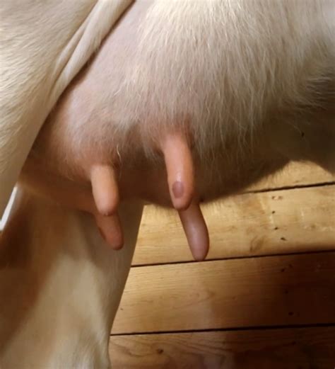 HOW TO Milk A Cow Made EASY Each Step And Setup For BEGINNERS Homesteady